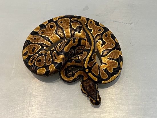 Double Het Monsoon Pied Ball Python by Brock Wagner Reptiles