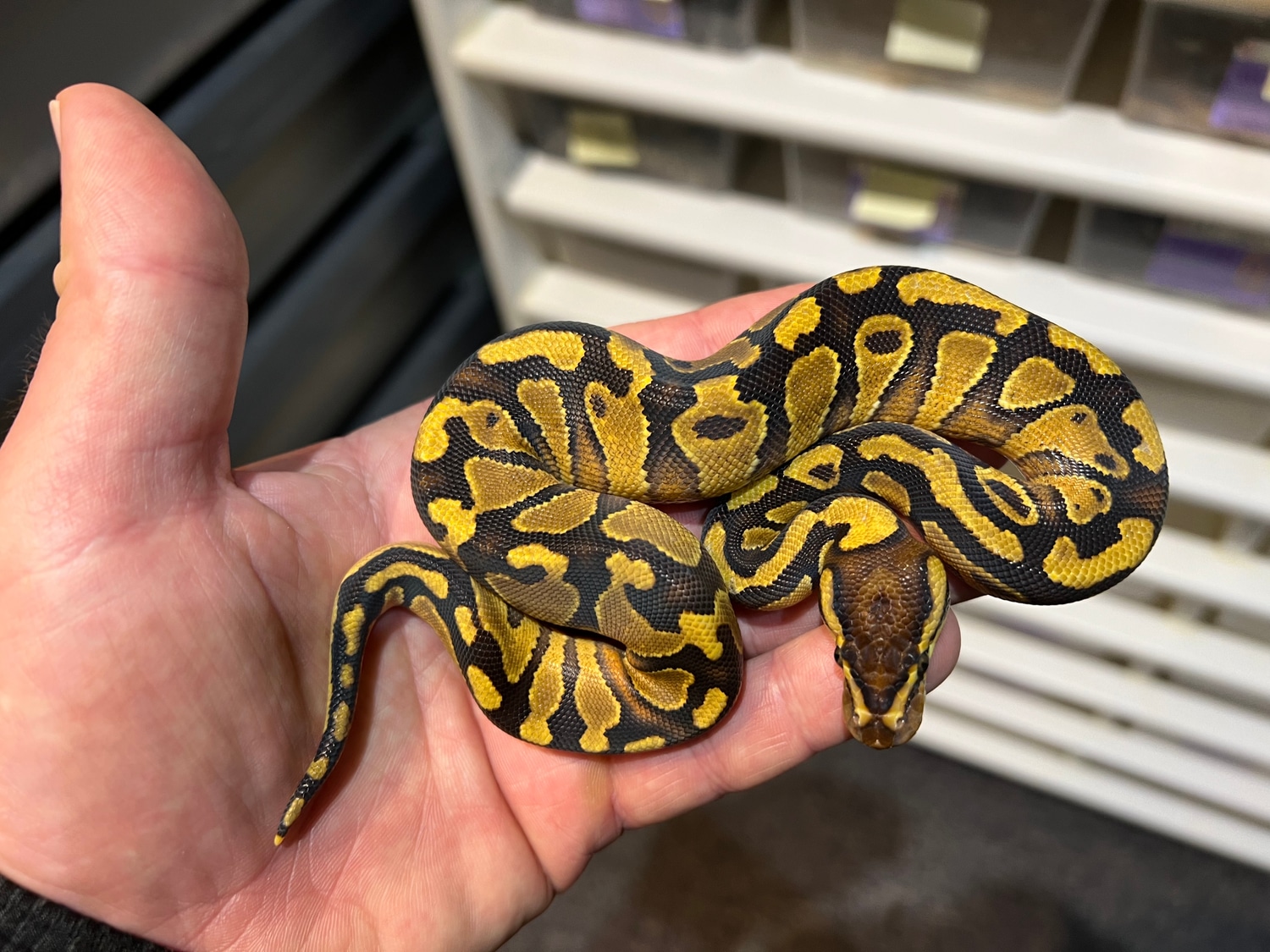 Redstripe Yellowbelly Double Het Desert Ghost Clown Ball Python by ...