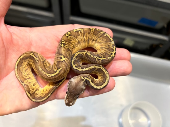 Pastel Sunset Het Ghost Ball Python by Brock Wagner Reptiles