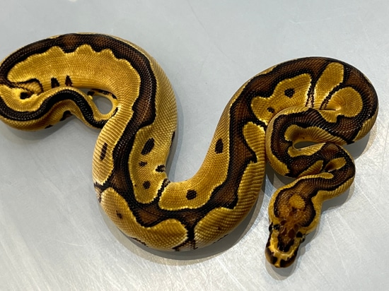 Redstripe Clown Ball Python by Brock Wagner Reptiles