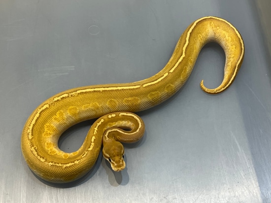 Butter Sunset Ball Python by Brock Wagner Reptiles