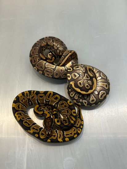 Double Het Ultramel Monsoon Ball Python by Brock Wagner Reptiles