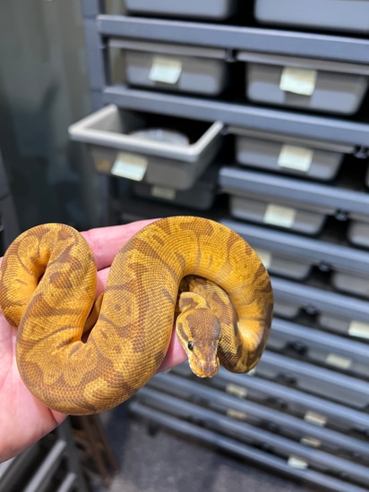Enchi Yellowbelly Sunset Het Ghost Ball Python by Brock Wagner Reptiles