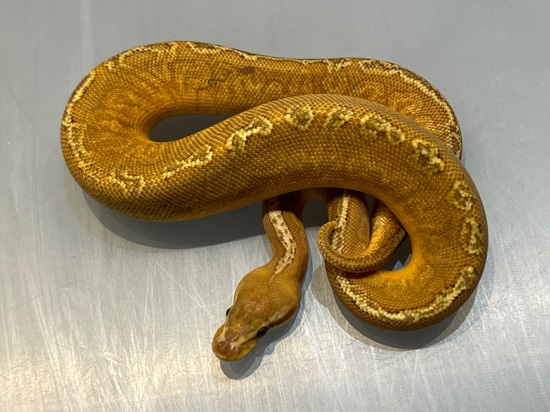 Sunset Spotnose Fire Ball Python by Brock Wagner Reptiles