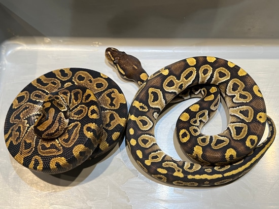 Pair Of Double Het Monsoon Ultramel Ball Python by Brock Wagner Reptiles