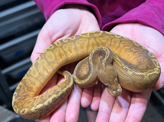 Spotnose Sunset Ball Python by Brock Wagner Reptiles