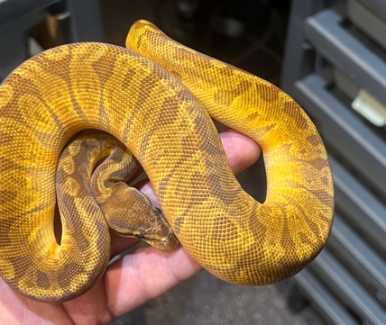 Banana Sunset Het Ghost Ball Python by Brock Wagner Reptiles - MorphMarket