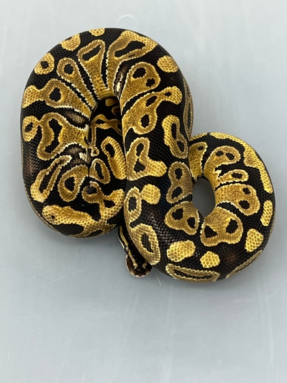 Het Monsoon Ball Python by Brock Wagner Reptiles