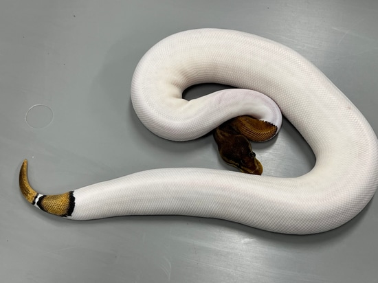 Sunset Pied Ball Python by Brock Wagner Reptiles
