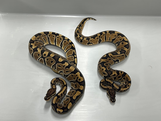 Pair Of Double Het Monsoon Pied Ball Python by Brock Wagner Reptiles
