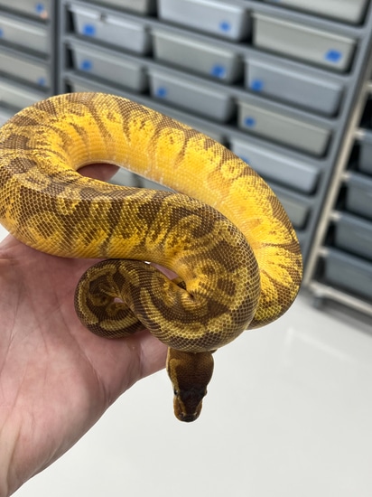 Enchi Yellowbelly Sunset Ball Python by Brock Wagner Reptiles