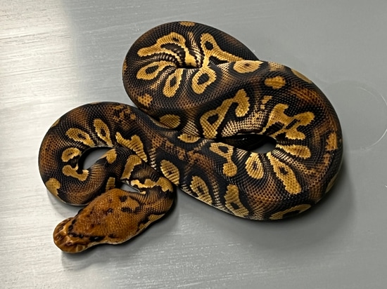 Stranger Clown Ball Python by Brock Wagner Reptiles