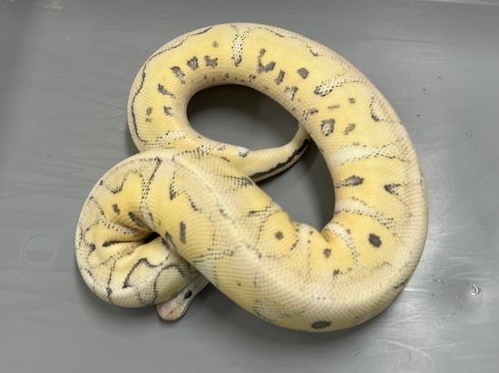 Super Pastel Desert Ghost Clown Ball Python by Brock Wagner Reptiles