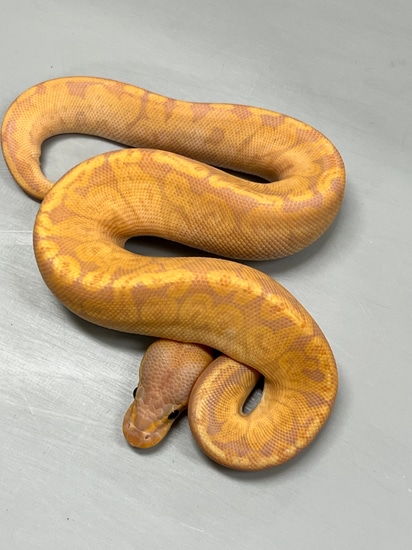 Banana Spotnose Sunset Ball Python by Brock Wagner Reptiles