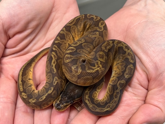 Sunset Ball Python by Brock Wagner Reptiles