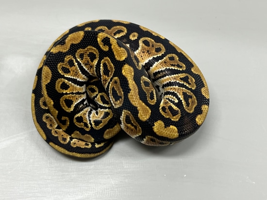 Het Sunset Ball Python by Brock Wagner Reptiles