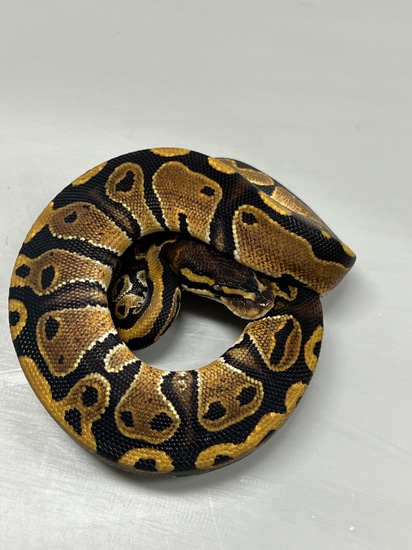 Het Sunset Ball Python by Brock Wagner Reptiles