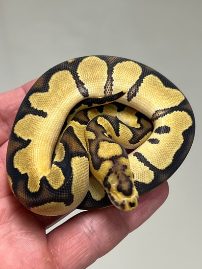 Trojan Clown Ball Python by Brock Wagner Reptiles