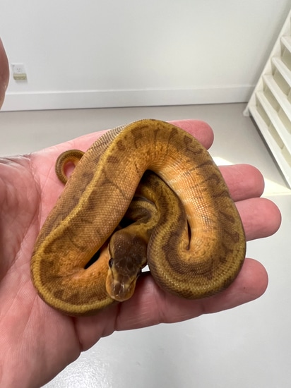 Sunset Vanilla Pinstripe Ball Python by Brock Wagner Reptiles