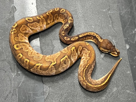 Sunset Calico Ball Python by Brock Wagner Reptiles