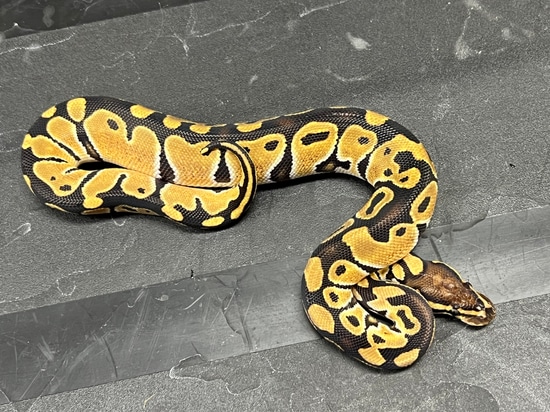 Trojan Het Clown Ball Python by Brock Wagner Reptiles