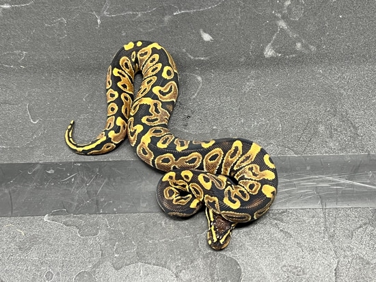 Het Monsoon Ball Python by Brock Wagner Reptiles