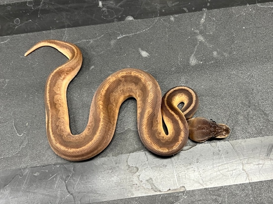 Cinnamon Sunset Ball Python by Brock Wagner Reptiles