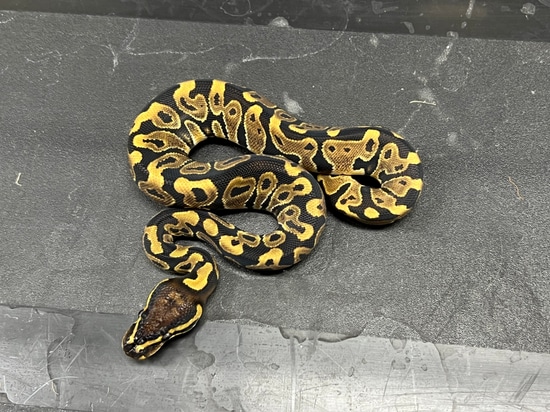 Het Monsoon Ball Python by Brock Wagner Reptiles