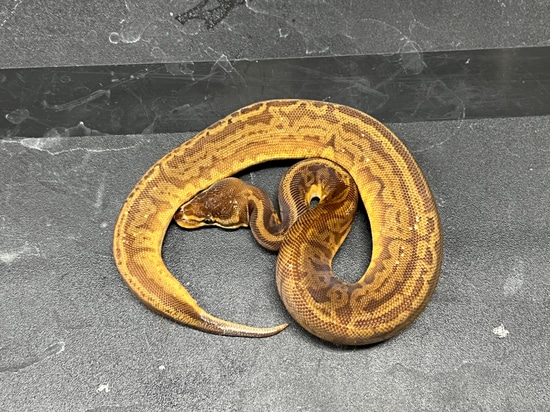 Leopard Sunset 66% Het Pied Ball Python by Brock Wagner Reptiles
