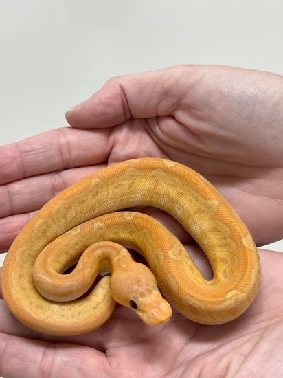 Banana Sunset Clown Ball Python by Brock Wagner Reptiles