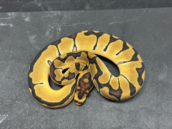 Enchi Clown Het Sunset Ball Python by Brock Wagner Reptiles