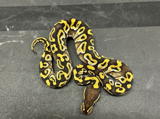 Mojave Het Monsoon Ball Python by Brock Wagner Reptiles