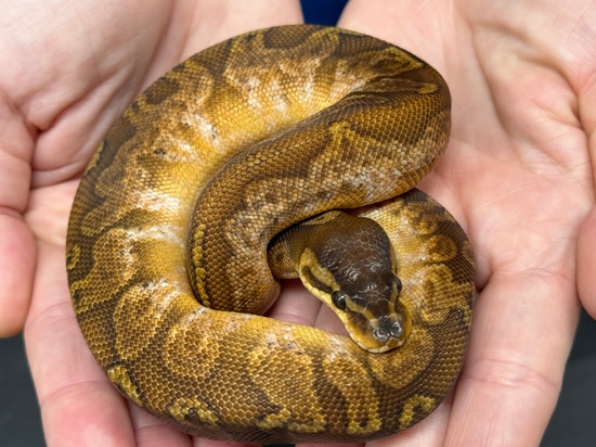 Sunset Calico Ball Python by Brock Wagner Reptiles