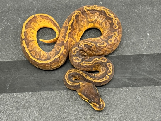 Sunset 66% Het Pied Ball Python by Brock Wagner Reptiles