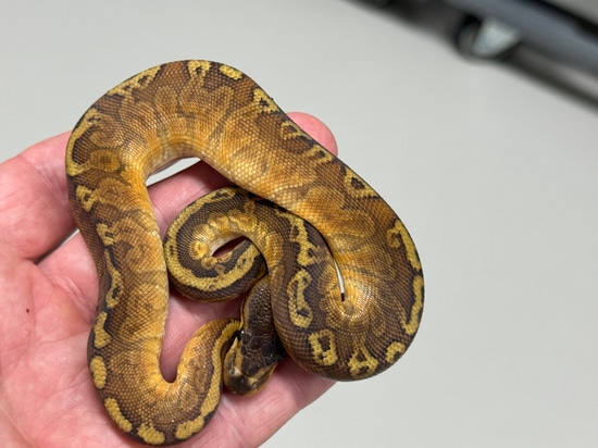 Sunset Het Clown Ball Python by Brock Wagner Reptiles