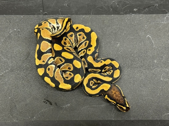 Double Het Sunset Clown Ball Python by Brock Wagner Reptiles