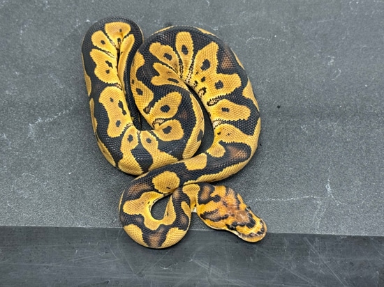 Clown Het Sunset Ball Python by Brock Wagner Reptiles