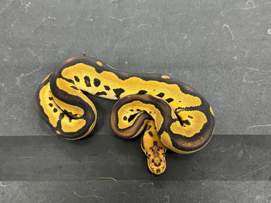 Leopard Trojan Clown Ball Python by Brock Wagner Reptiles