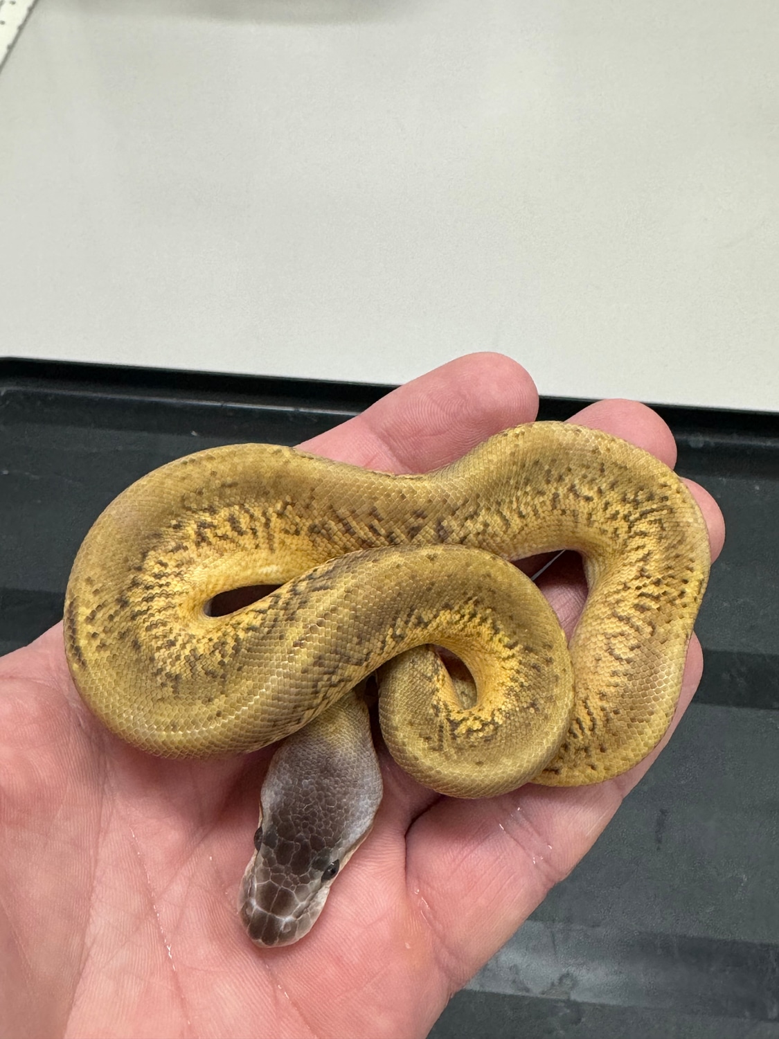 Pastel Gravel Monsoon Ball Python by Brock Wagner Reptiles - MorphMarket