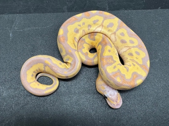 Banana Clown Het Sunset Ball Python by Brock Wagner Reptiles