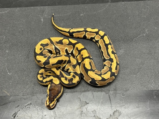 Puzzle Ball Python by Brock Wagner Reptiles