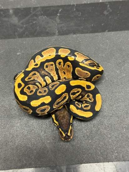 Het Sunset Ball Python by Brock Wagner Reptiles