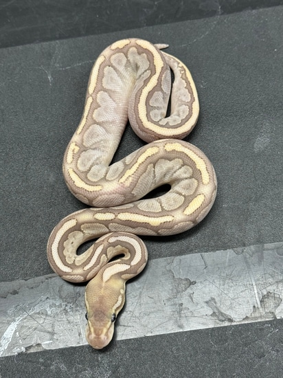 Bamboo Special Het Ultramel Ball Python by Brock Wagner Reptiles