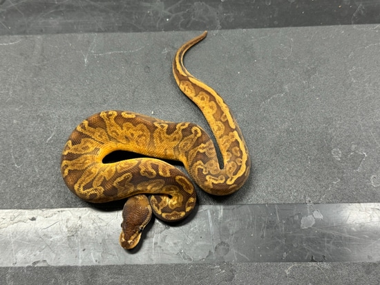 Sunset Ball Python by Brock Wagner Reptiles