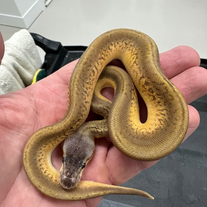 Brock Wagner Reptiles - MorphMarket