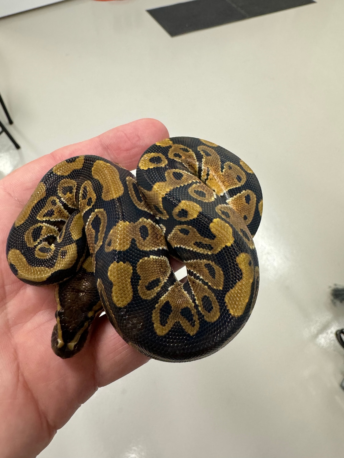 Triple Het Desert Ghost Sunset Clown Ball Python by Brock Wagner ...