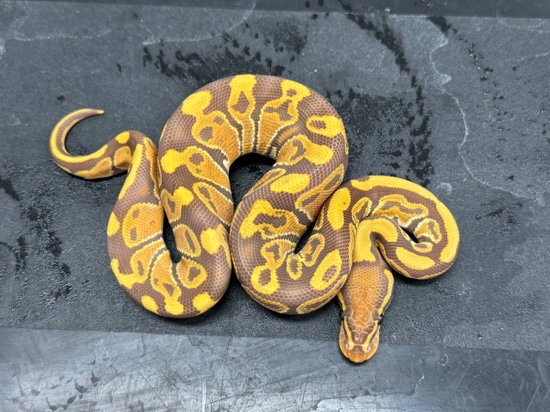 Ultramel Ball Python by Brock Wagner Reptiles