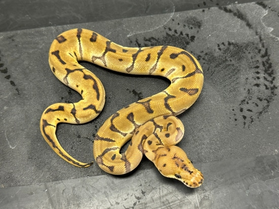 Hidden Gene Woma Clown Ball Python by Brock Wagner Reptiles