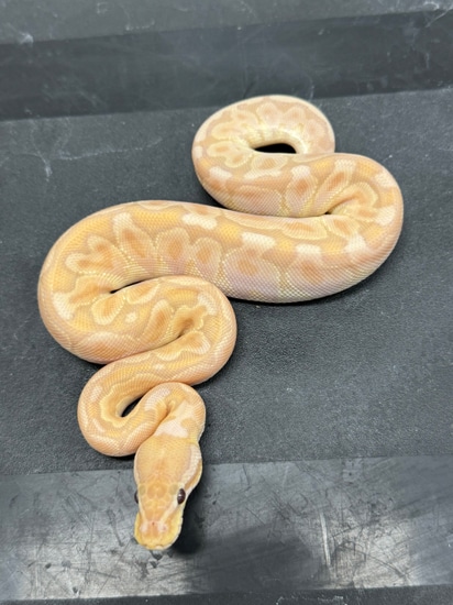 Bamboo Special Black Pastel Ultramel Ball Python by Brock Wagner Reptiles