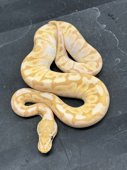 Bamboo Spotnose Special Ultramel Ball Python by Brock Wagner Reptiles